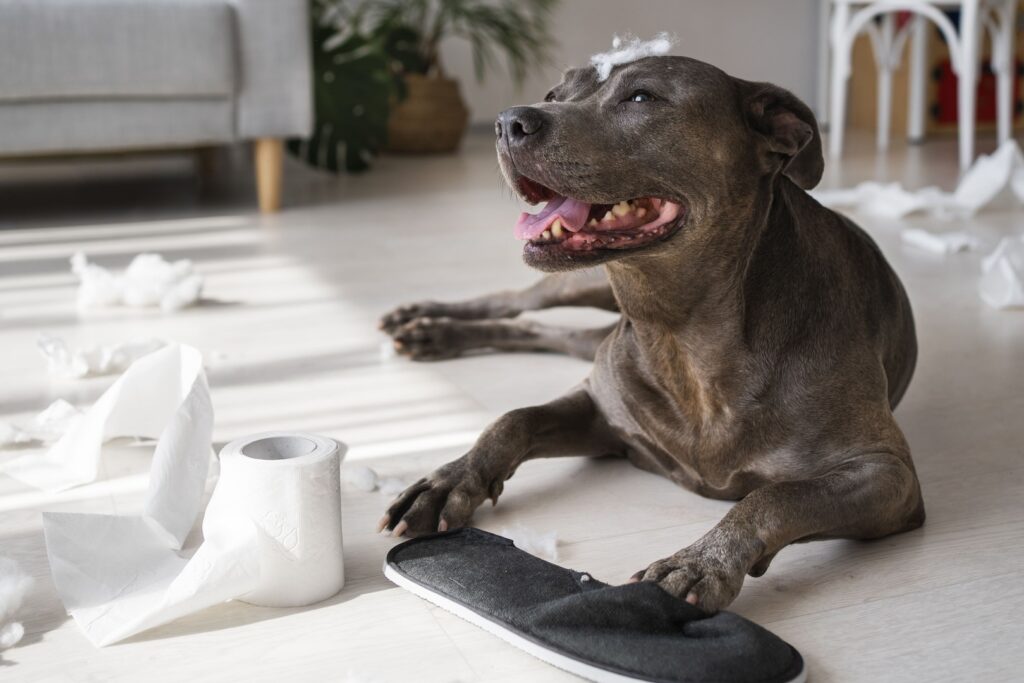 Redirecting Unwanted Dog Behaviors: Tips For Breaking Habits