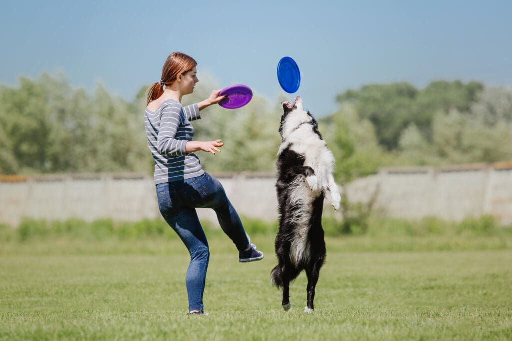 Training Games: Turning Learning Into Playtime For Your Dog
