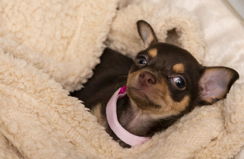 Training Chihuahuas: Small Dog, Big Behavior