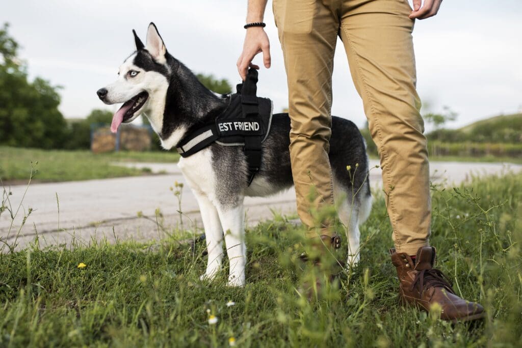 How To Stop Possessive Dog Behavior | Off Leash K9 Training Of Sterling