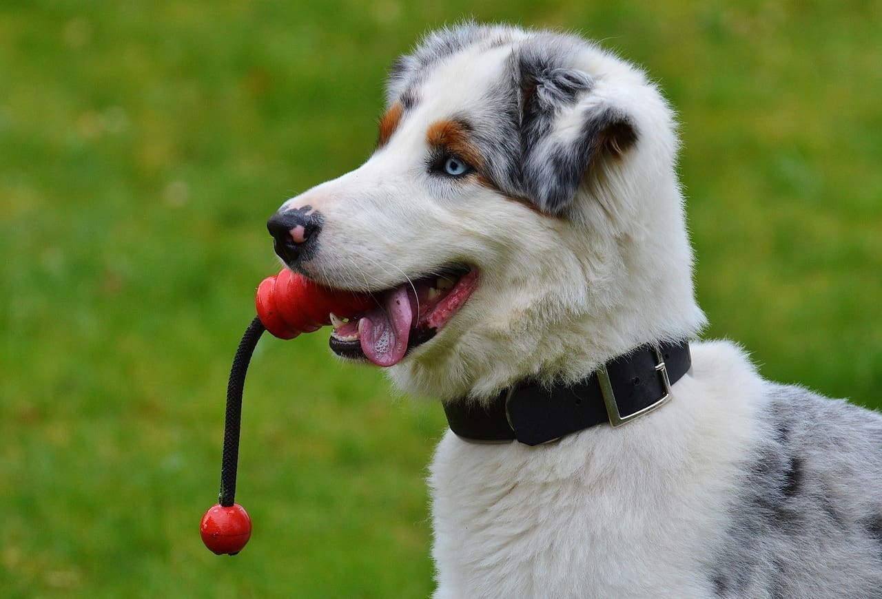 How E-Collars Improve Focus In Dogs With ADHD-Like Behavior